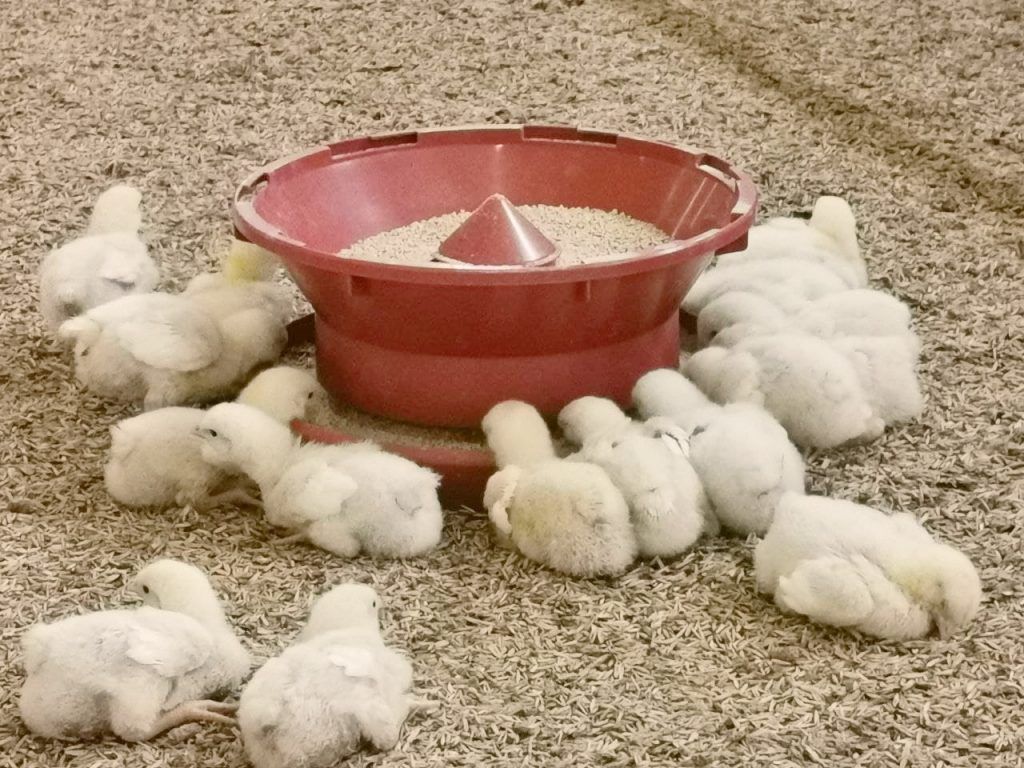 Poultry feeder - Spitfeeder - TIGSA - plastic / multi-access / circular