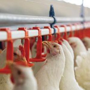 Poultry nipple drinker - VDL AGROTECH B.V.