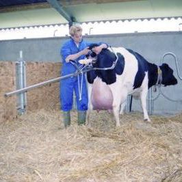 Stainless steel calf puller - VINK ELST B.V.