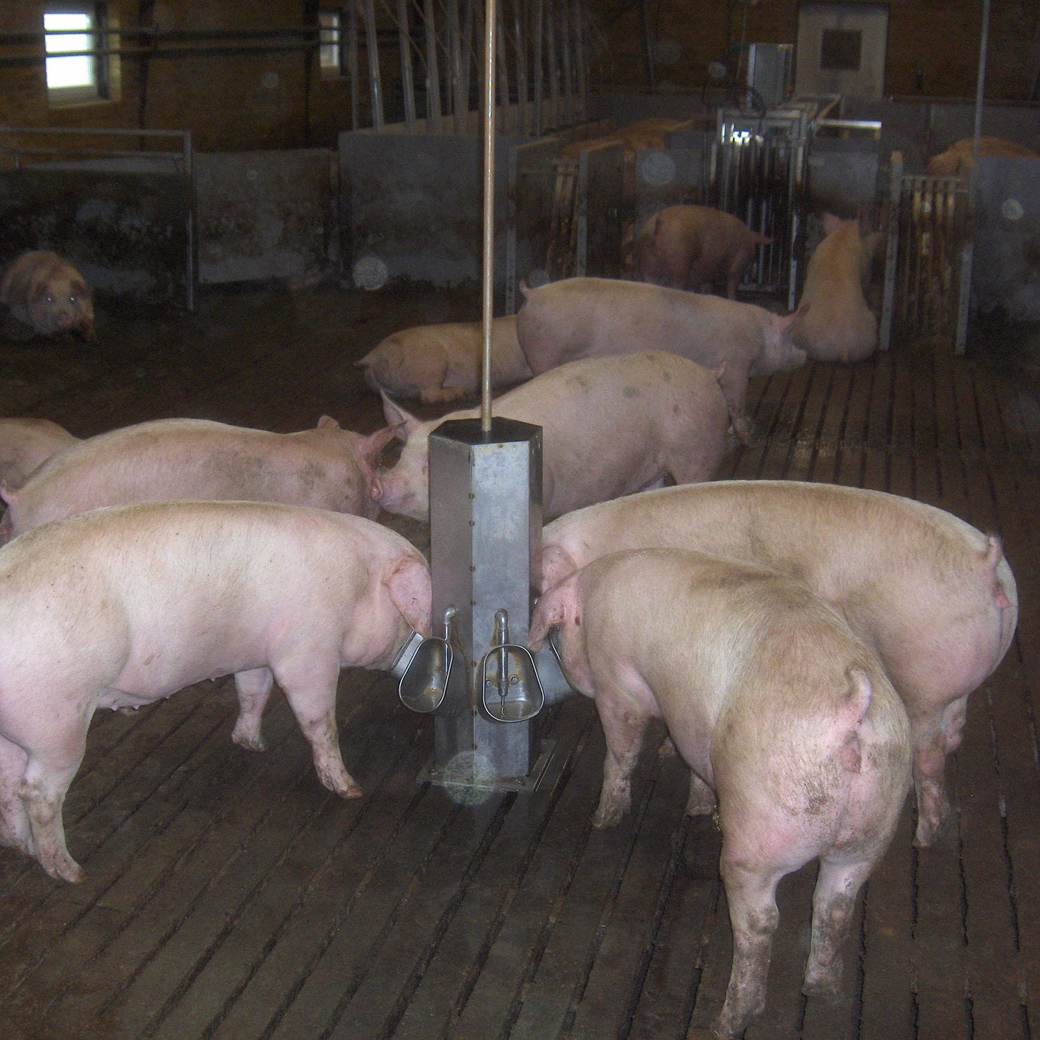 Swine waterer - H2O series - W. DOMINO A/S - bowl / stainless steel ...