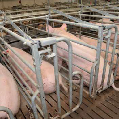 Farrowing stall - SF1 - WEDA Dammann & Westerkamp GmbH