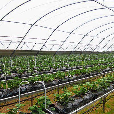 Strawberry crop soilless system - Haygrove Inc
