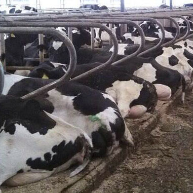 Waterbed free-stall bed - ISO - Advanced Comfort Technology, DCC ...