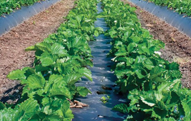 Transparent plastic mulch - BLOWN - Ginegar Plastic Inc - multi-layer