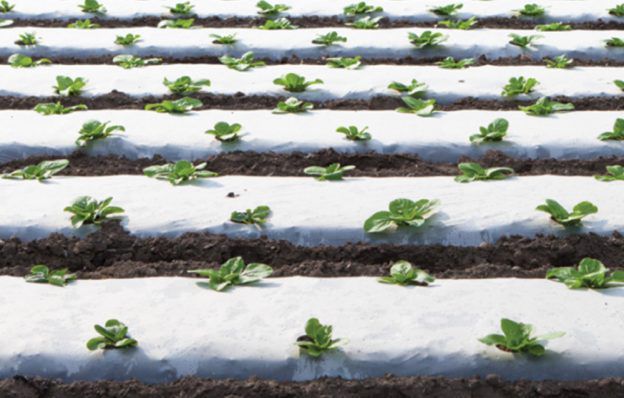 Transparent plastic mulch - C804 - Ginegar Plastic Inc - multi-layer