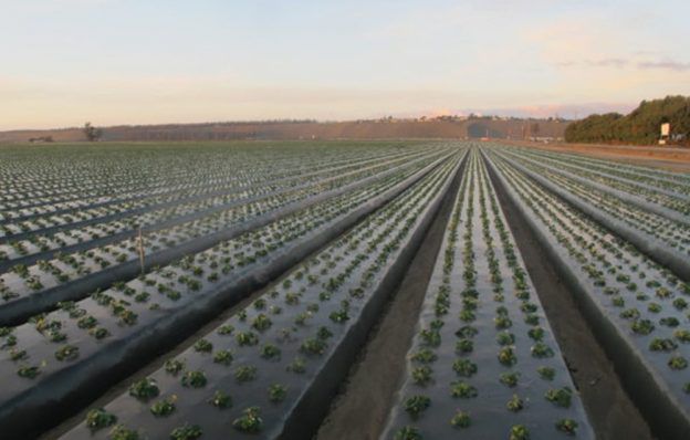 Transparent plastic mulch - C-790 - Ginegar Plastic Inc - multi-layer