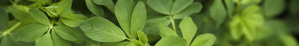 Alfalfa fodder - WL 336HQ.RR - W-L Research - for animal feed / cold ...