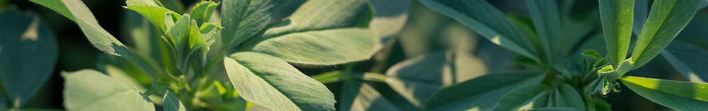 Alfalfa fodder - WL 454HQ.RR - W-L Research - for animal feed