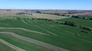 Alfalfa fodder - WL 467HQ - W-L Research - for animal feed