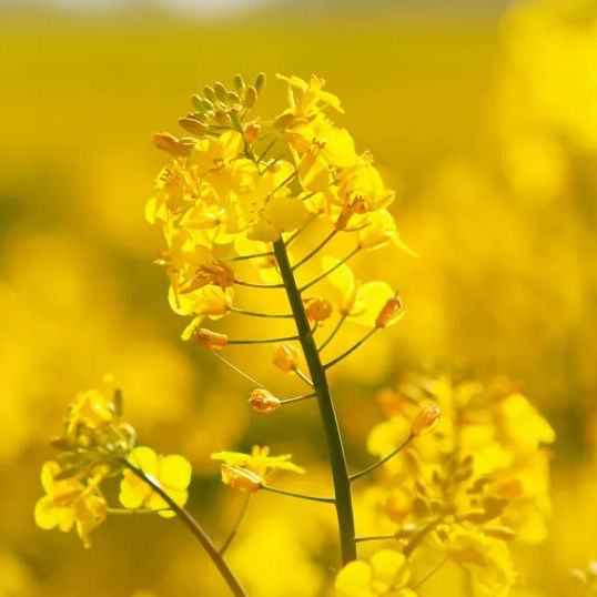 Early rape seed - PT315 - DuPont Pioneer - winter / phoma resistant ...