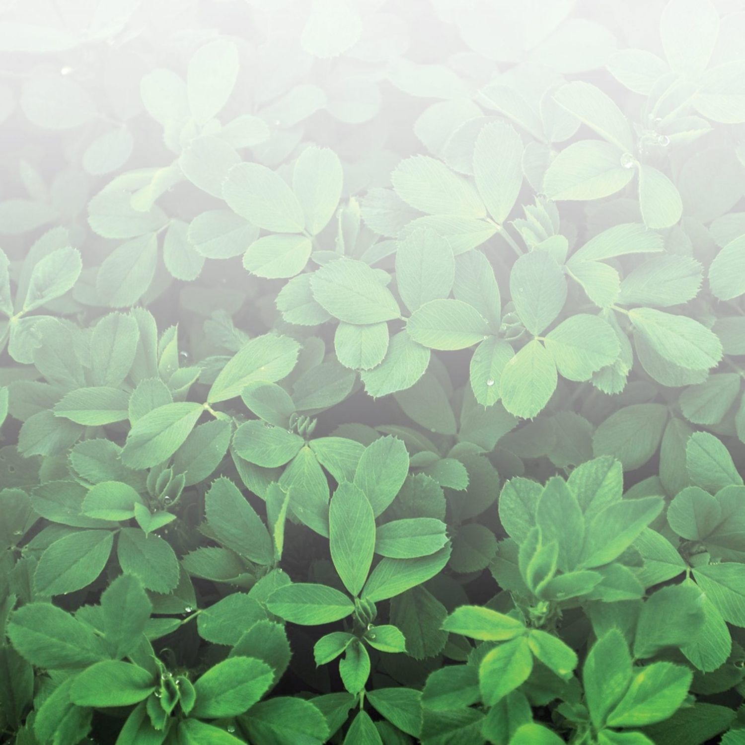 Alfalfa fodder - SW5637S - S & W Seed Company - soil structure / cold ...