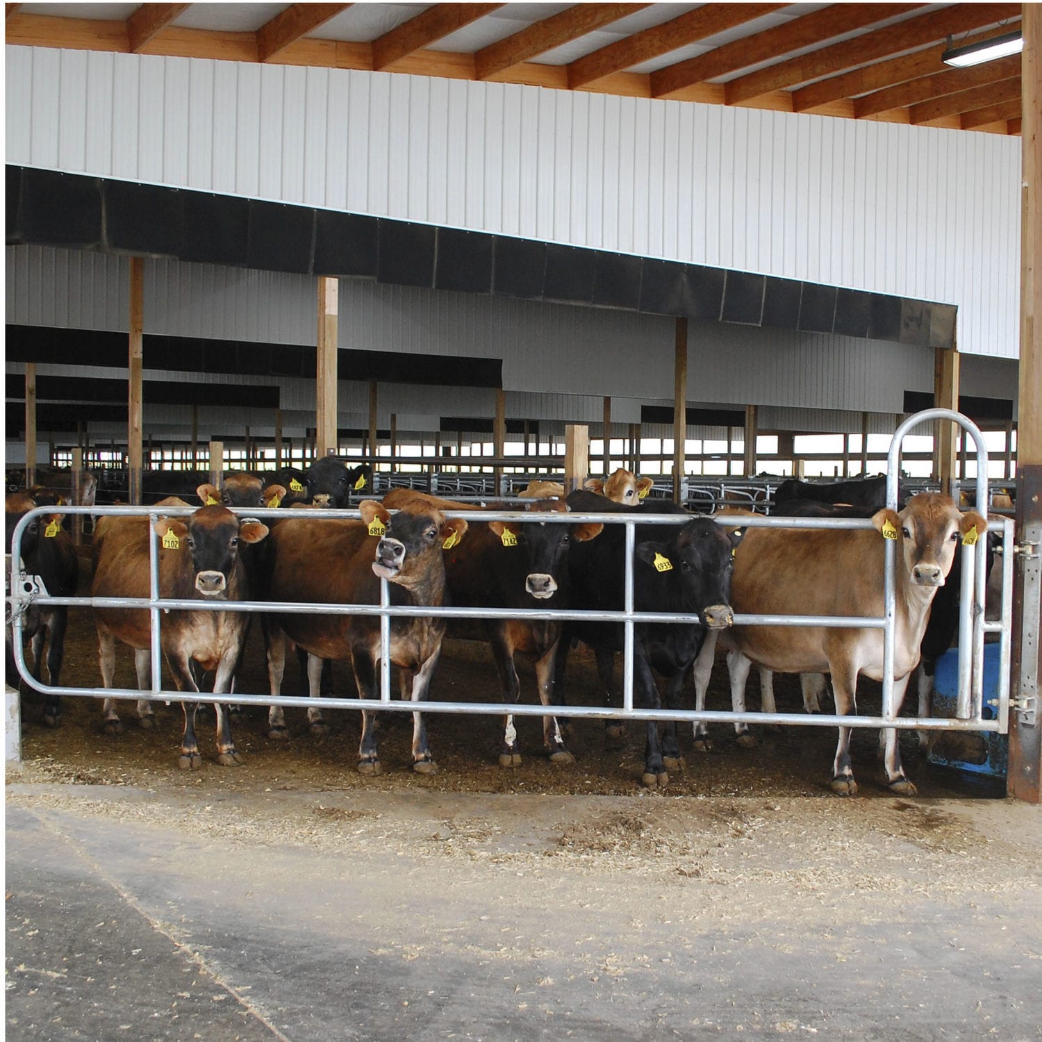 Livestock gate - Artex Barn Solutions LTD. - stable / for cows / metal