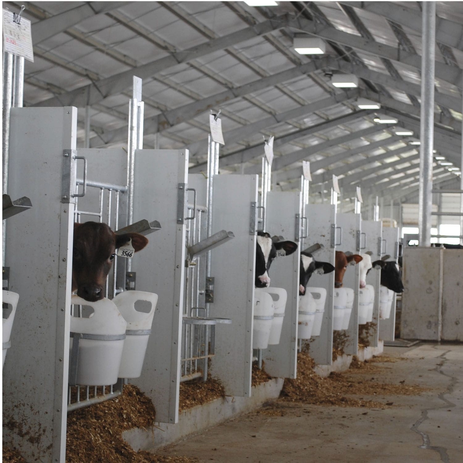 Livestock hutch - Standard - Artex Barn Solutions LTD. - calf ...