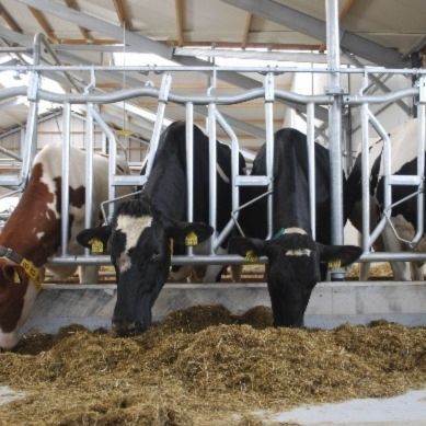 Cows headlock - 104268 - Artex Barn Solutions LTD. - self-locking / tubular