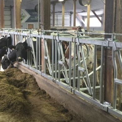 Cows headlock - Artex Barn Solutions LTD. - self-locking / tubular