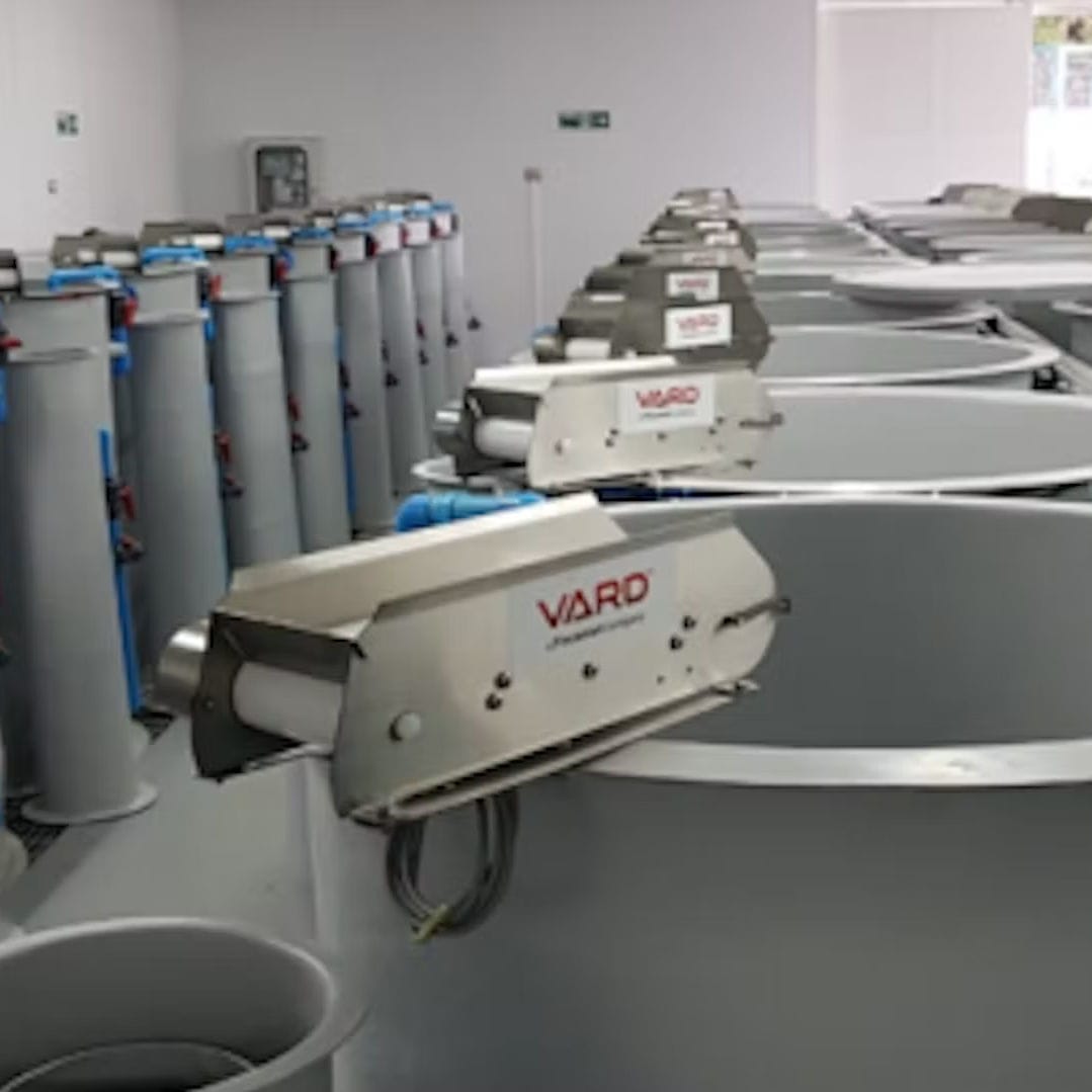 Belt feeding system - Storvik Aqua AS - for aquaculture / fish nursery