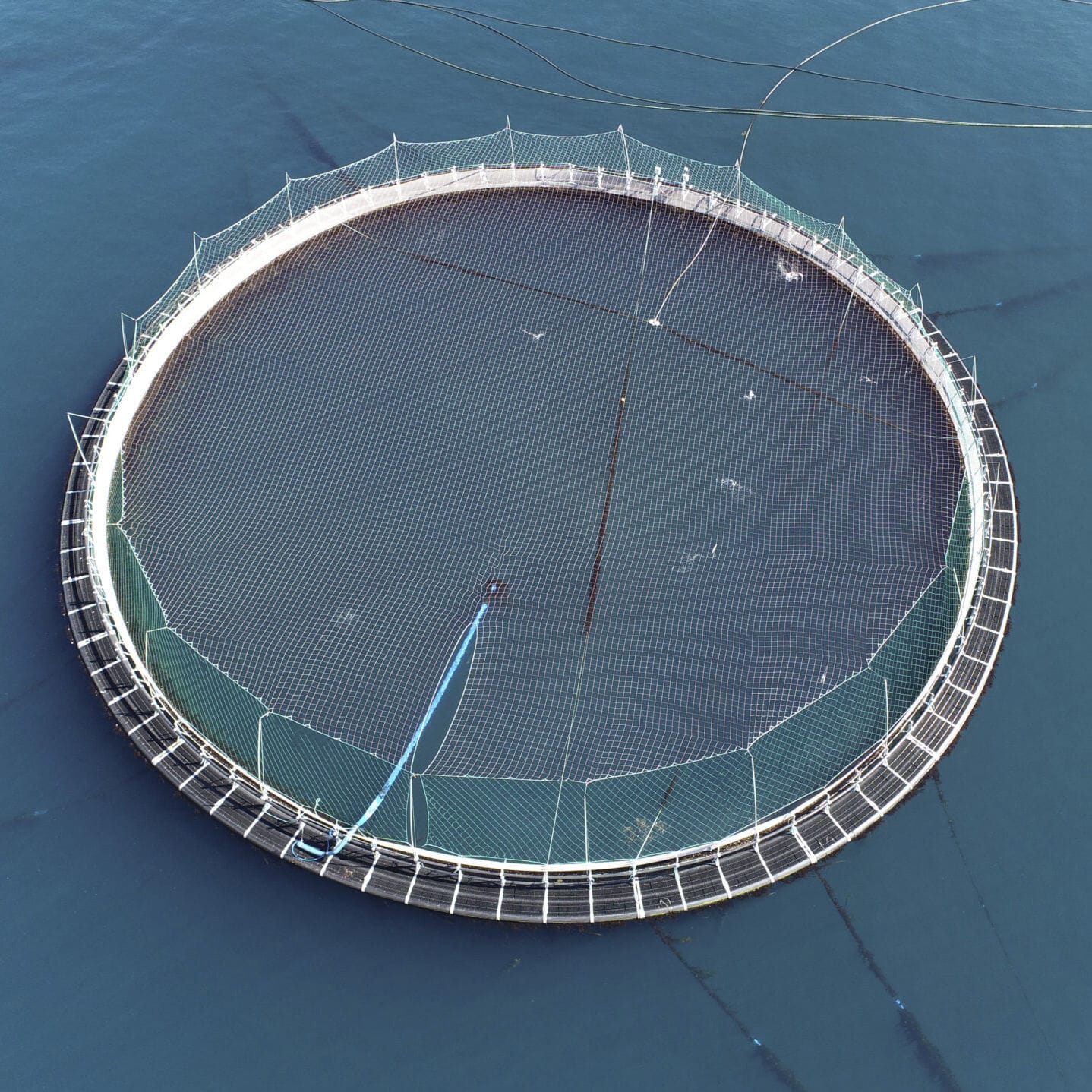 Anti-bird aquaculture net - Vónin - nylon / Dyneema® / polyethylene