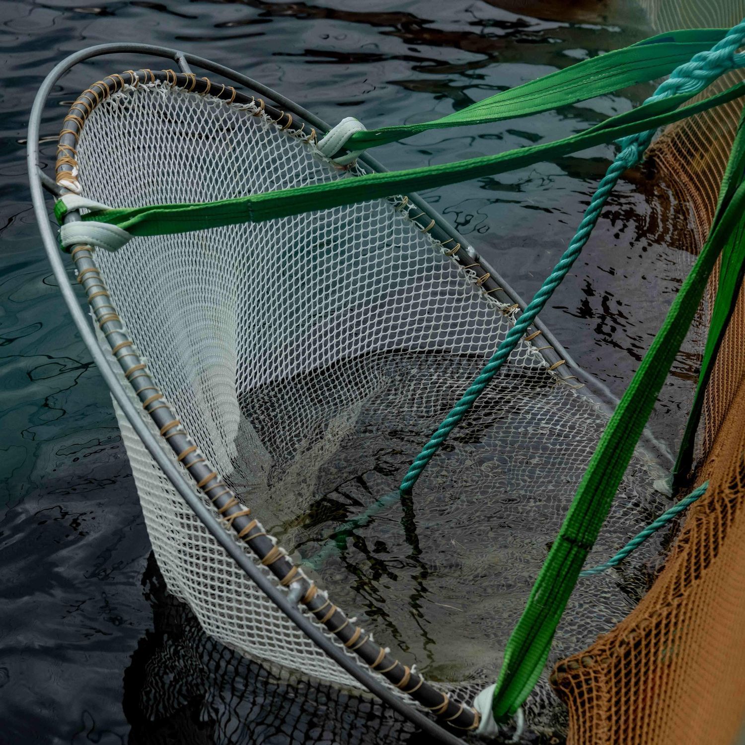 Dead fish collector - AKVA group