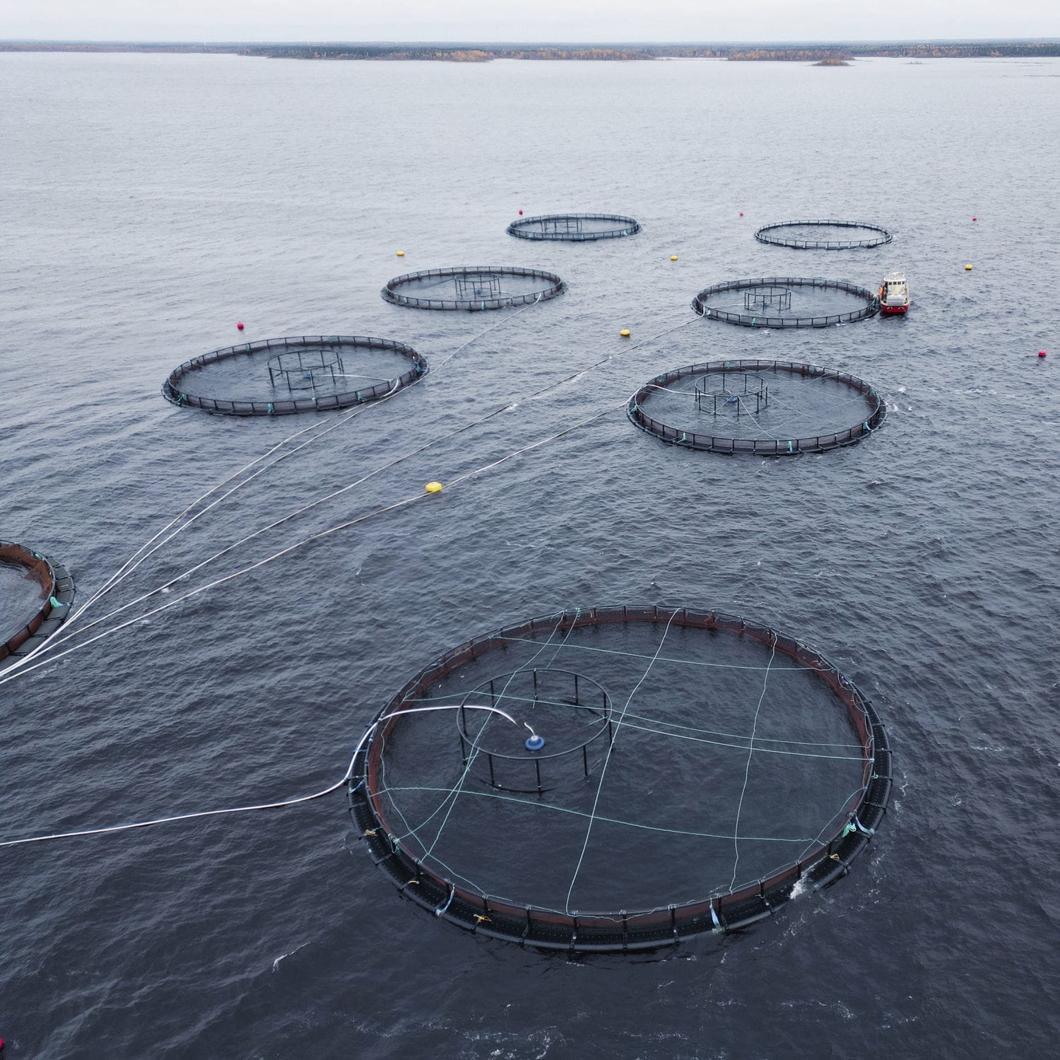 Floating fish cage - THE 400 - Hvalpsund Net a/s - round