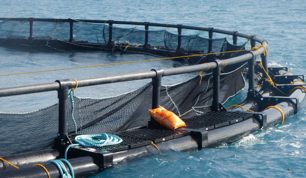 Floating fish cage - THE 450 - Mørenot Aquaculture AS - round