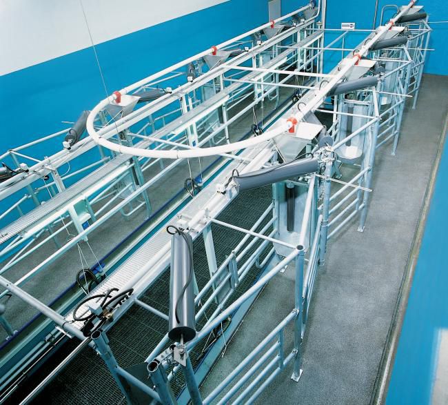 Cow milking parlour - SAC Christensen & CO. - tandem