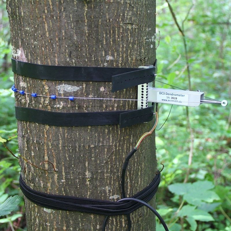 Stem dendrometer - DC series - Ecomatik - tree / with data logger