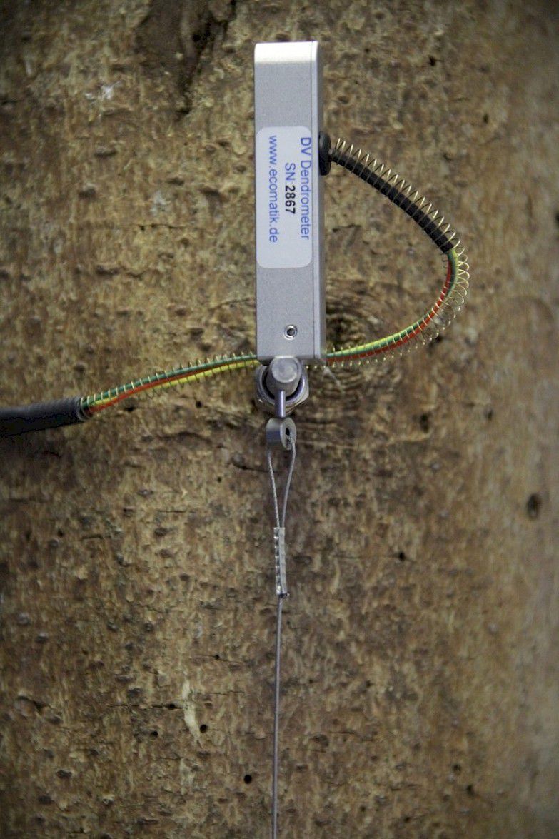 Tree dendrometer - DV - Ecomatik - vertical / with data logger