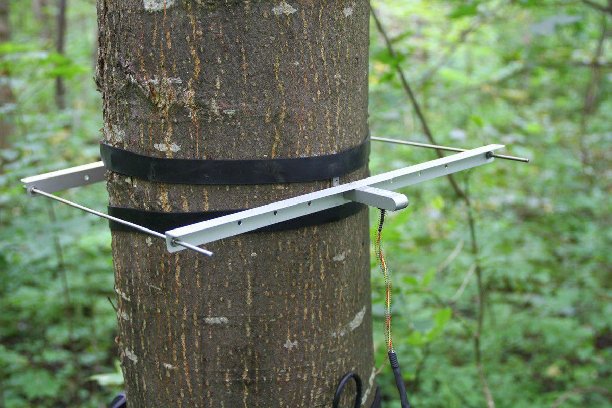 Stem dendrometer - DD-L series - Ecomatik - tree / with data logger