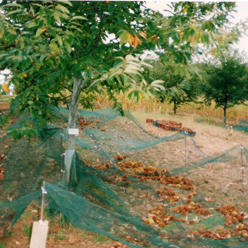 Harvesting net - Emis France - for arboriculture