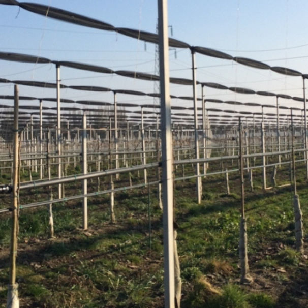 Concrete post - Emis France - trellis / vineyard / for orchards
