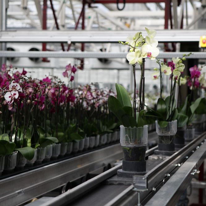 Pot conveyor - FL’EX Delivery system for potted plants - Flier Systems ...