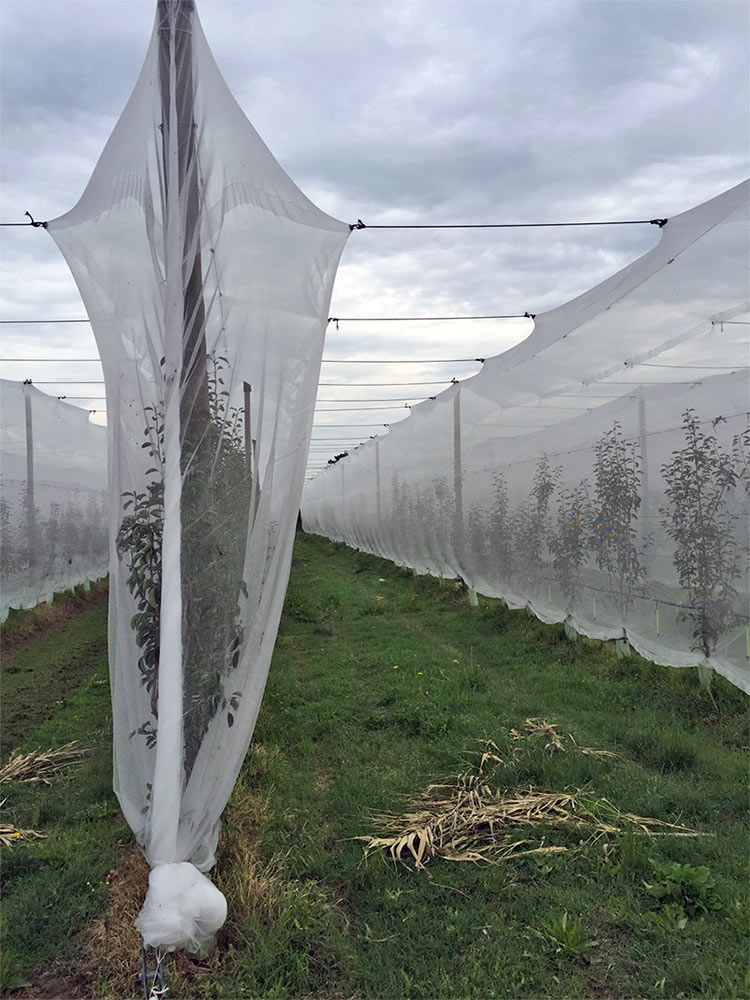 Insect netting - Retificio Padano srl - polyethylene / for arboriculture