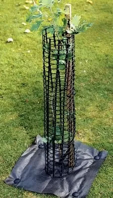 Arboriculture grow tube - Sentree series - Tubex - roll / mesh