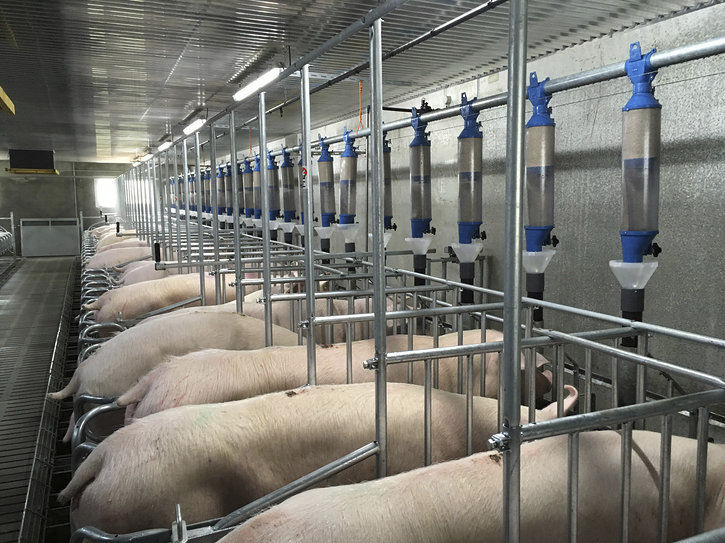 Pig feeding equipement - Asserva - chain / dry feed