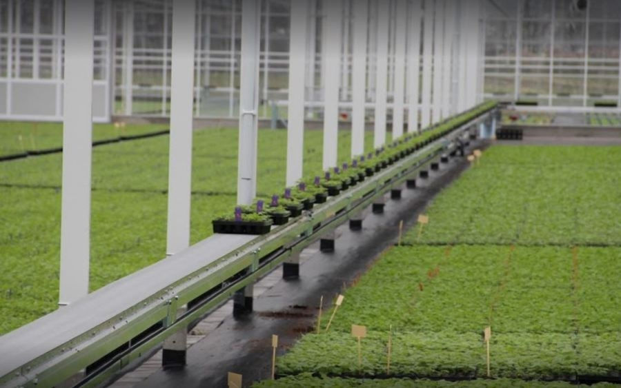 Belt conveyor - Demtec - for pots / mobile / for greenhouses