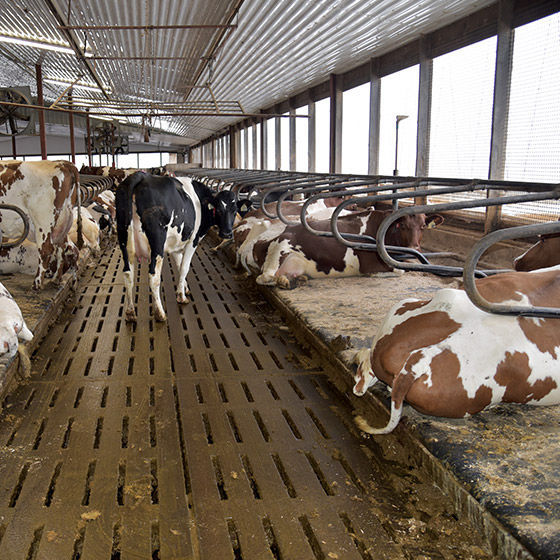 Rubber cow mattress - Comfort Mat - Promat Inc. - foam / for cubicles ...