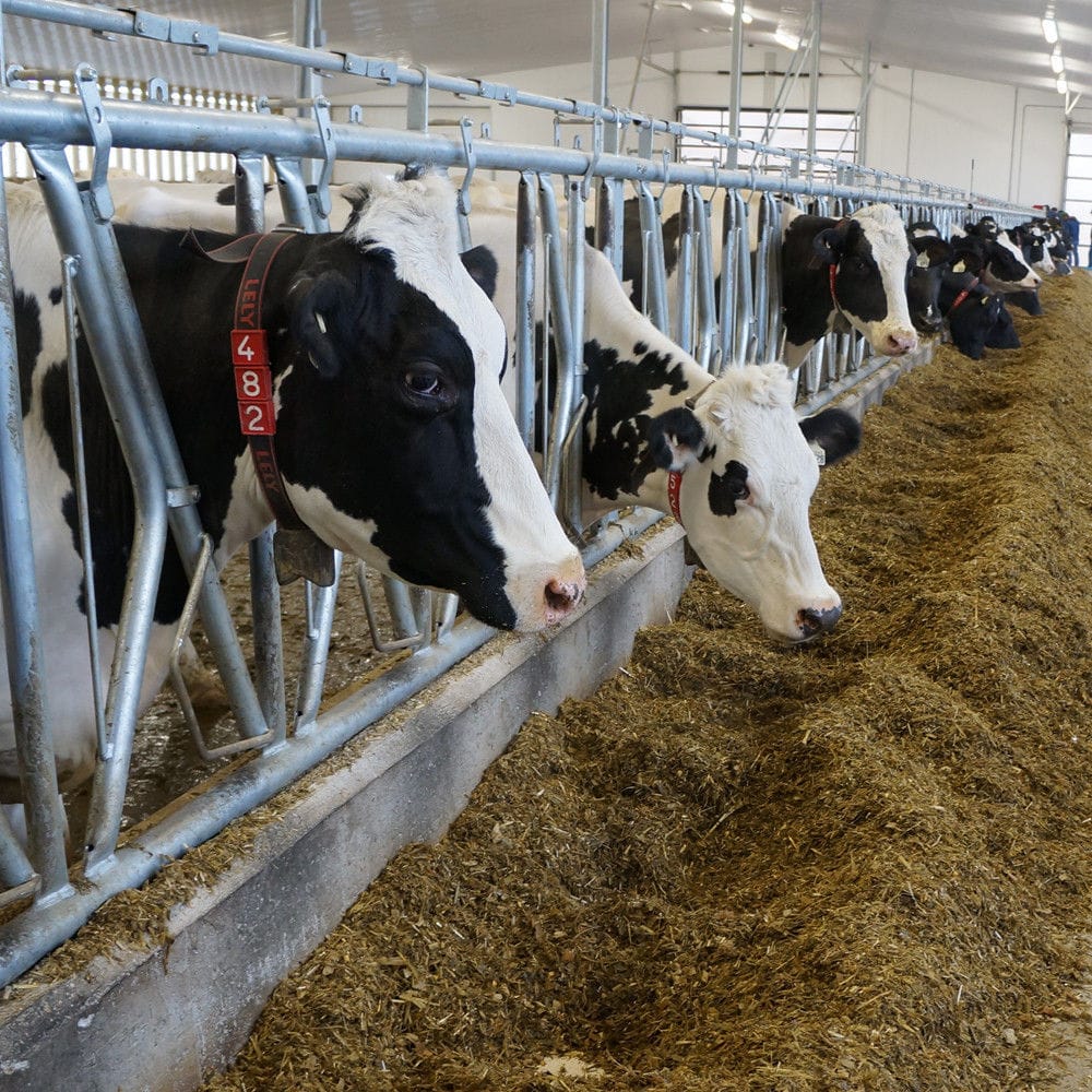 Cows headlock - Canarm AgSystems - self-locking