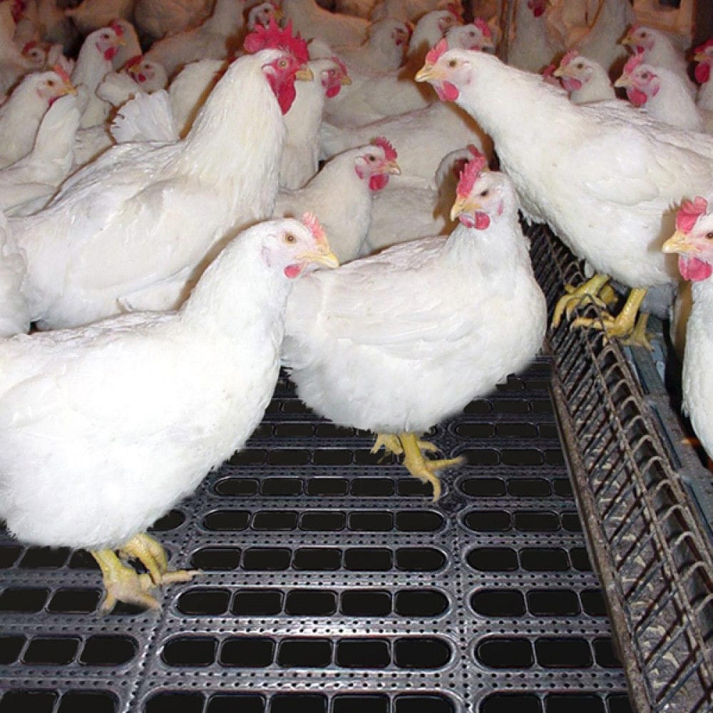 Plastic floor panel - Faromor Ltd - for poultry breeding / non-slip