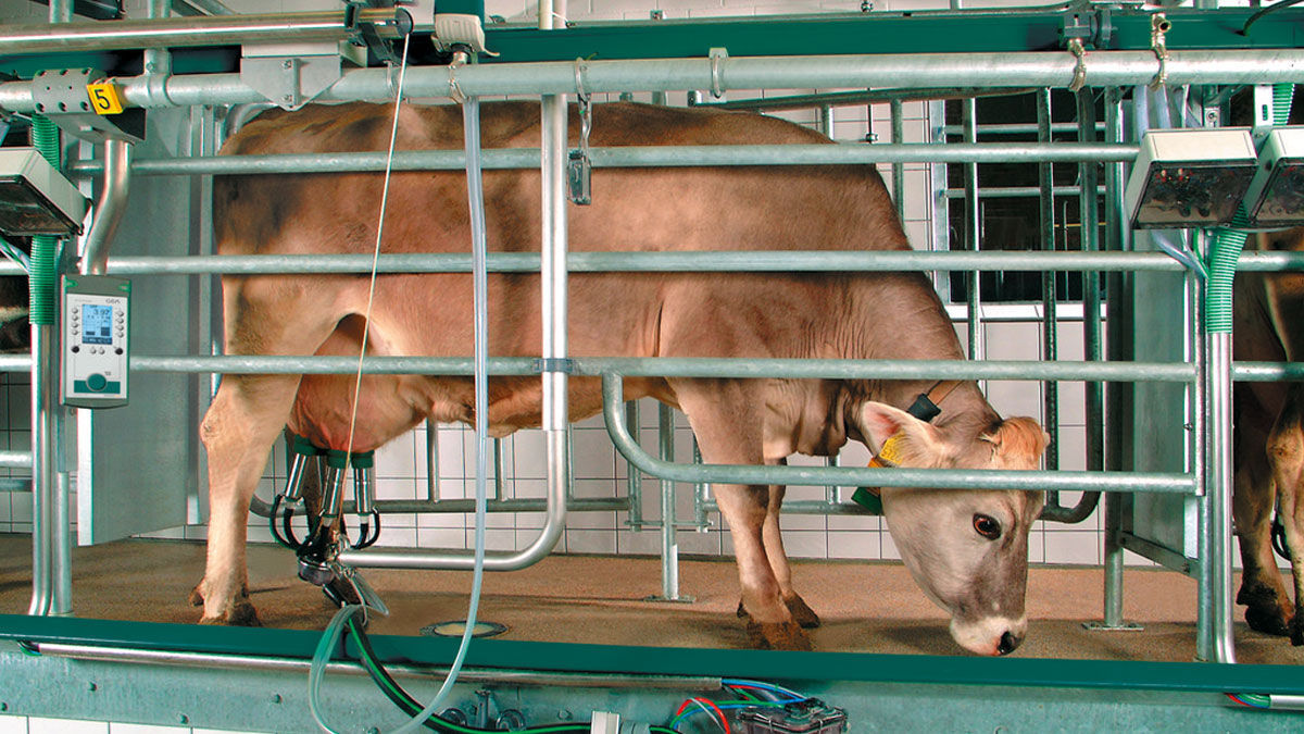 Cow milking parlour - P7200 - GEA - tandem / double up