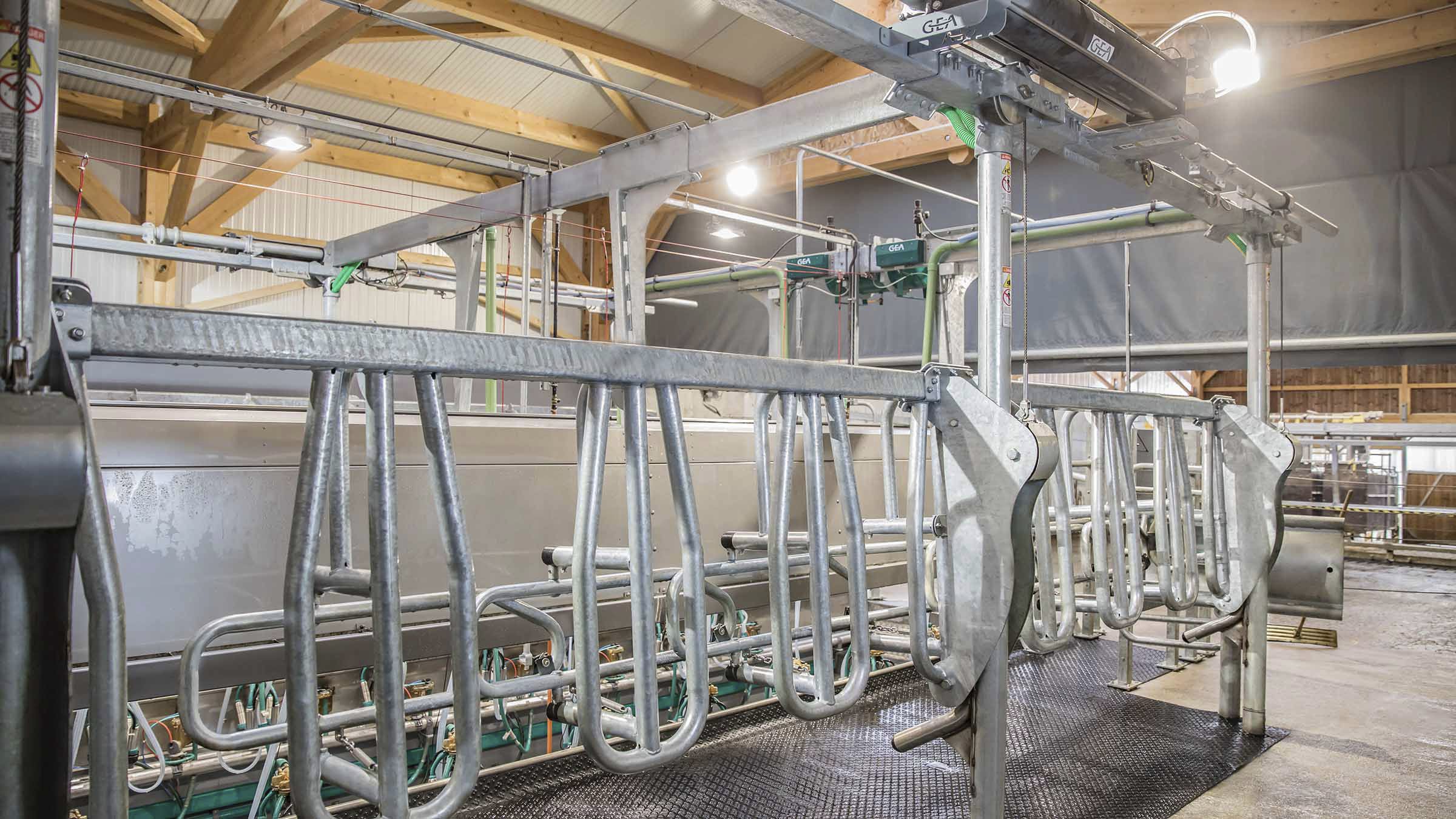 Cow milking parlor - P7550 - GEA - side-by-side / rapid exit