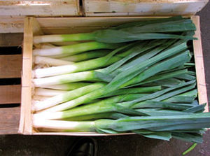 Winter leek seed - Blauwgroene Winter Atlanta - AGRI-SEMENCES