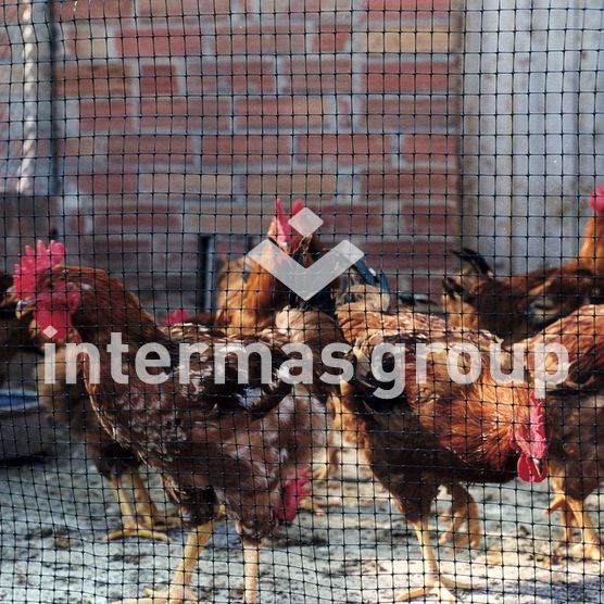 Poultry netting - AVINET 90 Series - INTERMAS - polypropylene
