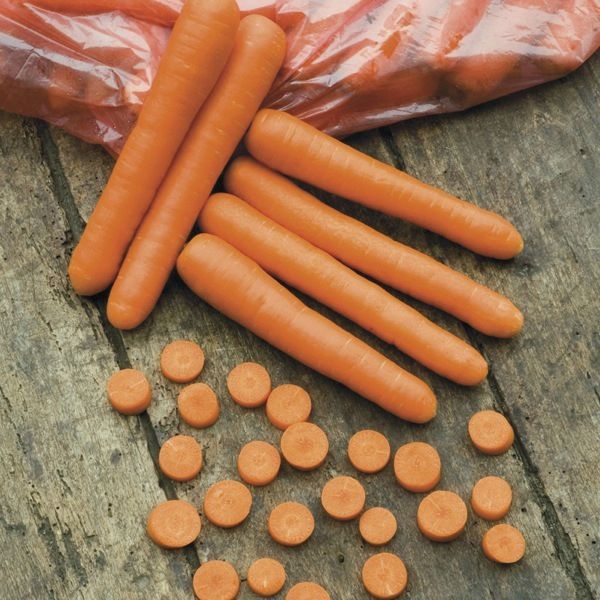 Leaf blight resistant carrot seed - BOLERO F1 - DUCRETTET A. - summer ...