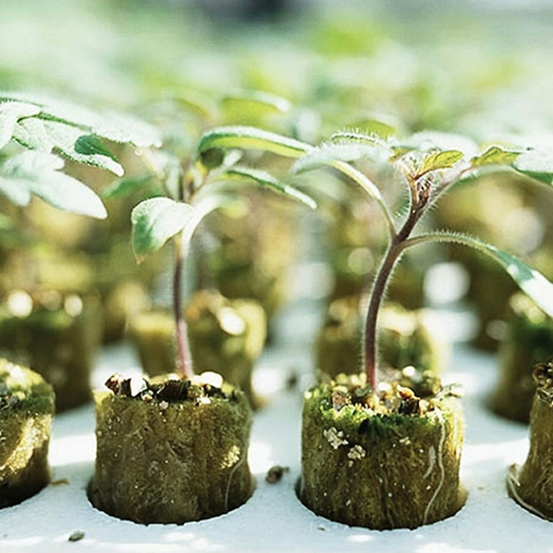 Round propagation tray - Plantop - GRODAN - soilless system
