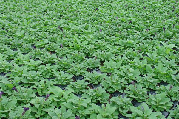 Peat substrate - TPS - Jiffy Products International BV - loose / coarse