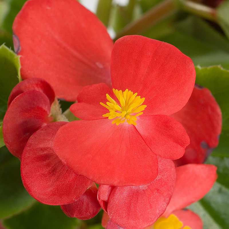 Annual floral seed - Emperor - SAKATA ORNAMENTALS EUROPE A/S - pink ...