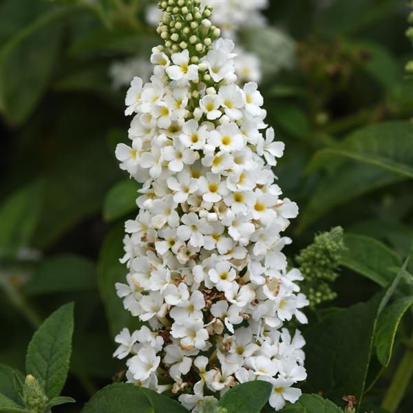 Perennial floral plant - Buddleia Chrysalis™ - Darwin Perennials ...