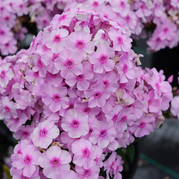Perennial floral plant - Phlox paniculata Ka-Pow® - Darwin Perennials ...