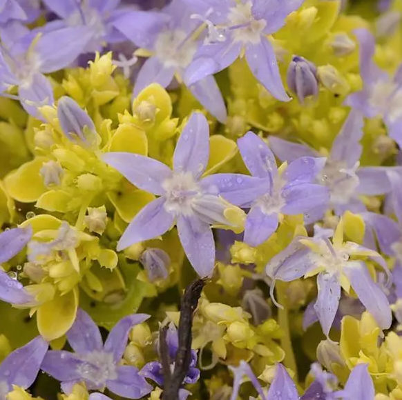 Perennial floral plant - Campanula garganica Dickson's Gold - Darwin ...