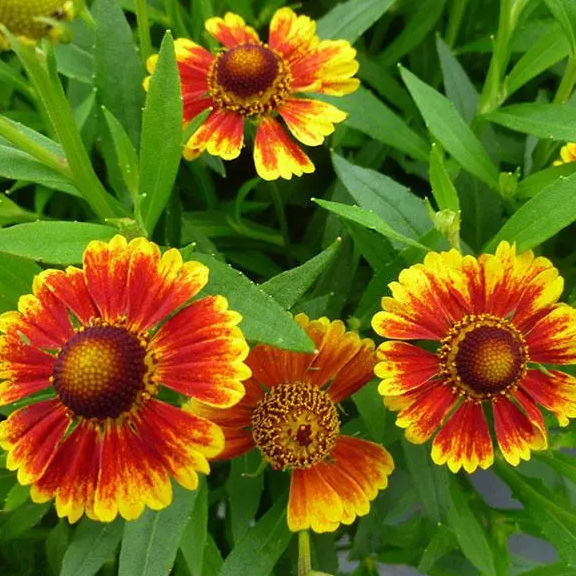 Perennial floral plant - Helenium autumnale Salud™ Embers - Darwin ...